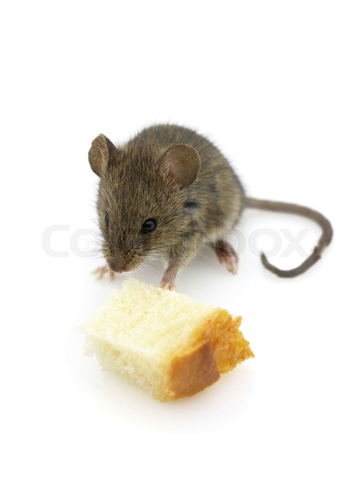 Hungry mouse | Stock image | Colourbox