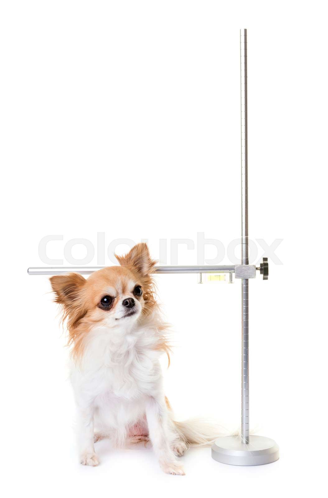 measuring rod for dog | Stock image | Colourbox