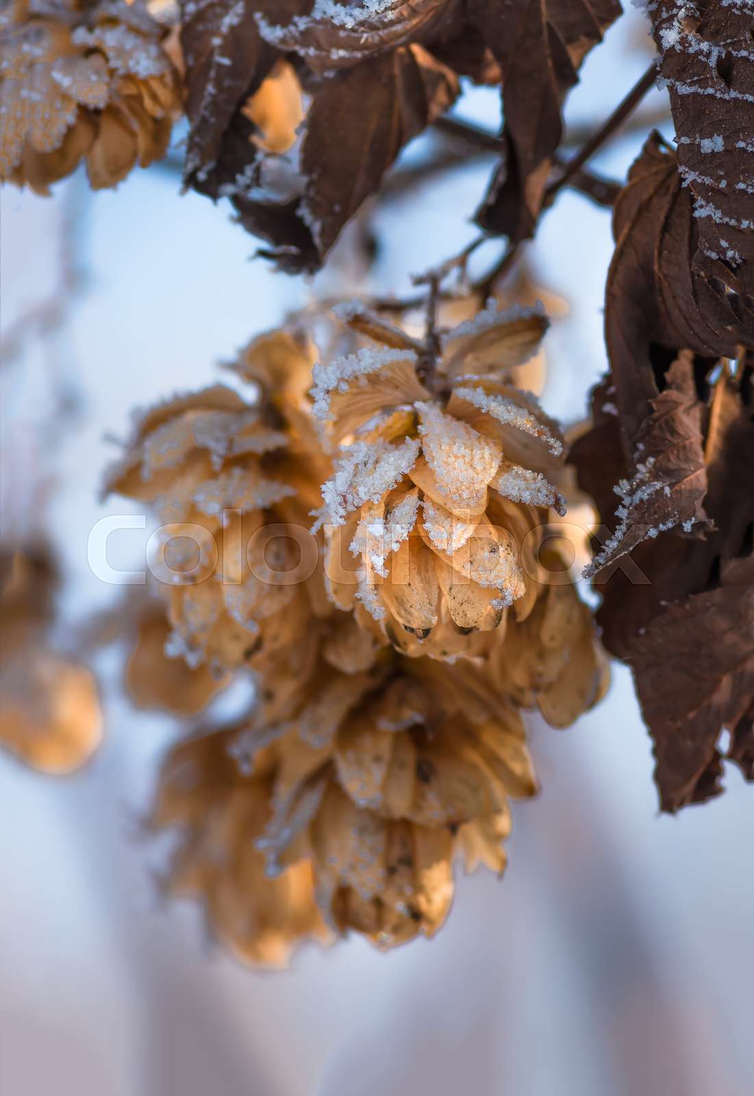 Dry hops covered with snow and hoarfrost in winter | Stock image ...