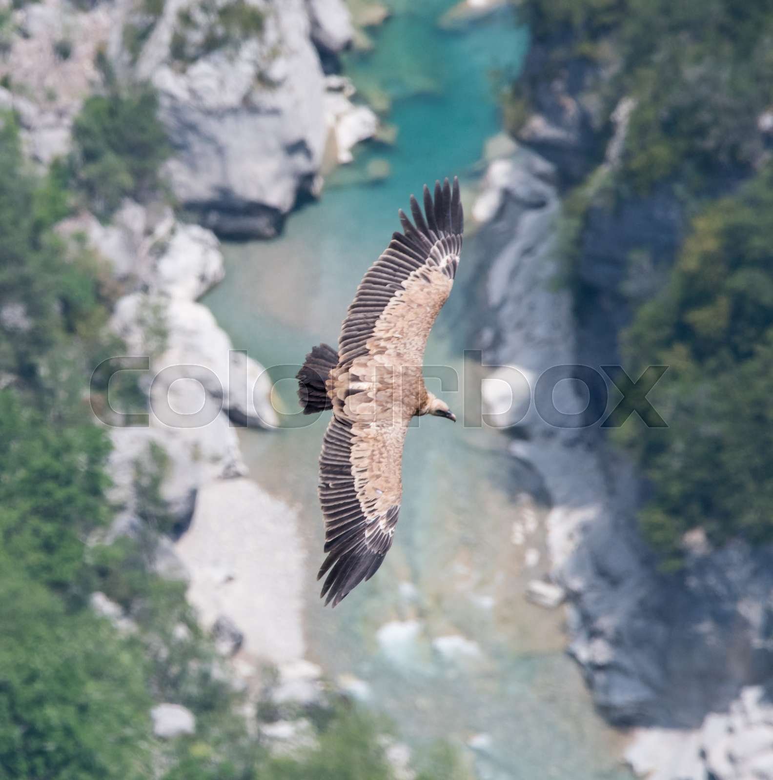 A griffin flies on the river in the Gorges du Verdon | Stock image ...