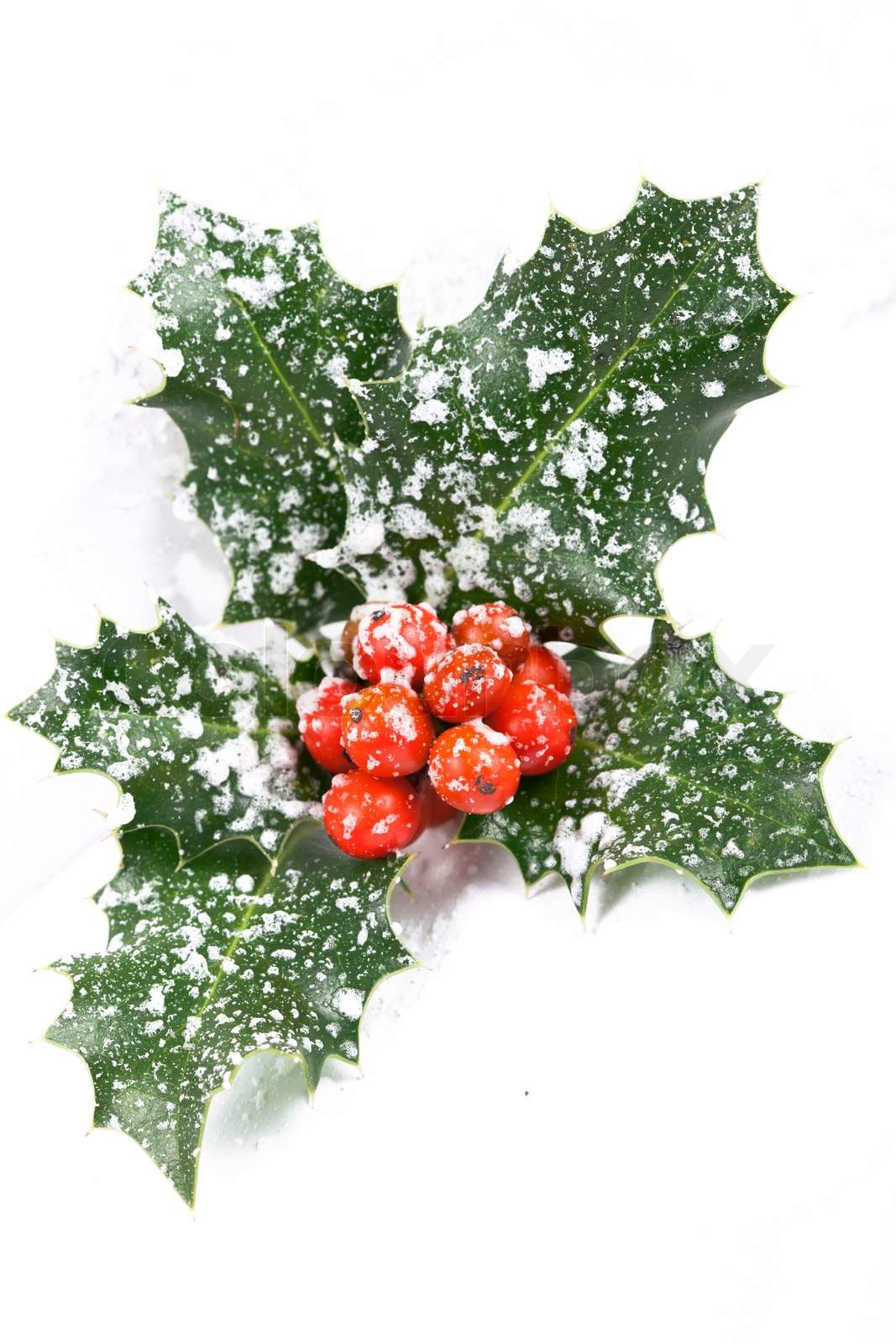 Rigtige kristtorn bær og orlov | Stock foto | Colourbox
