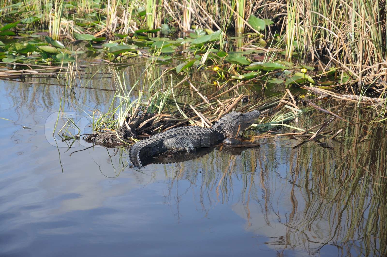 Alligator in den Everglades National Park , Florida USA | Stock Bild ...