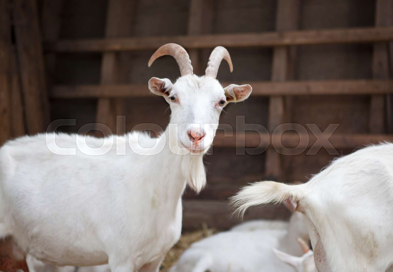 Milch goat in the barn | Stock image | Colourbox