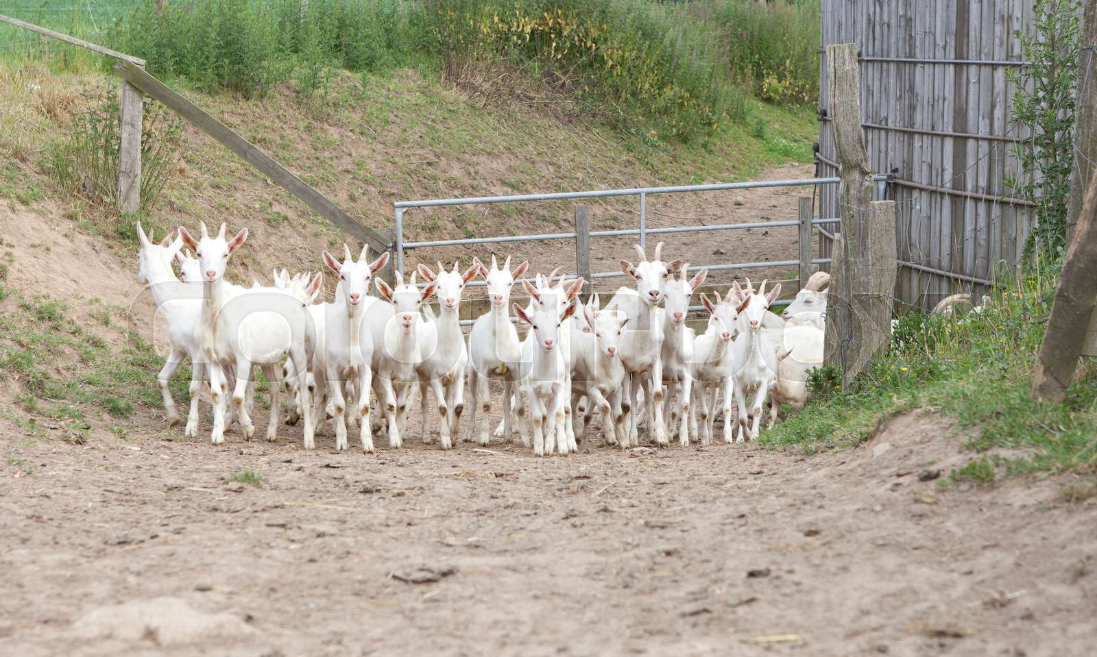 herd of goats | Stock image | Colourbox