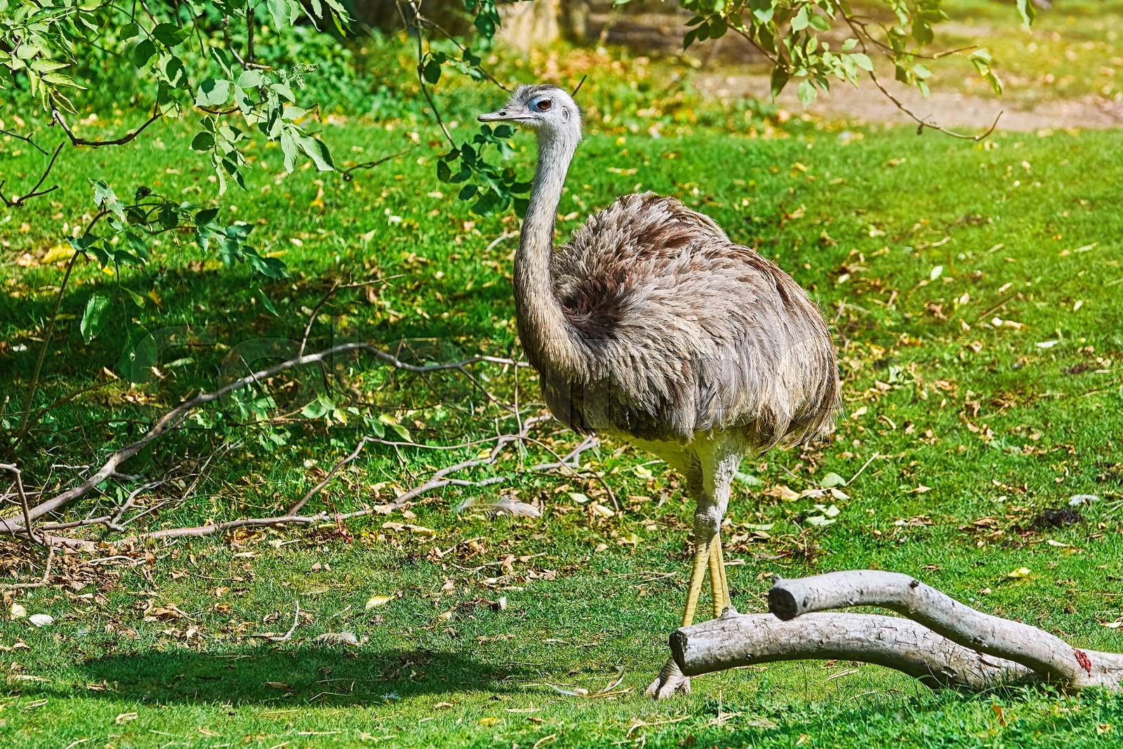 Greater Rhea (Rhea Americana) | Stock image | Colourbox