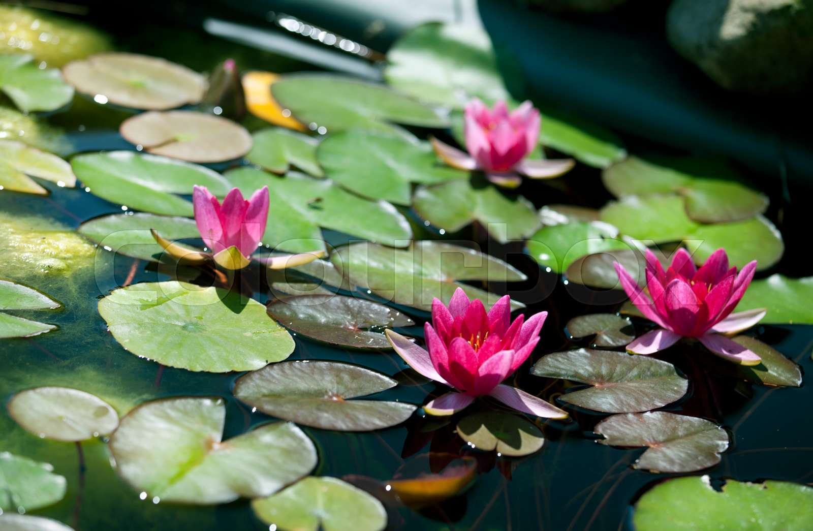 dwarf water lily | Stock image | Colourbox