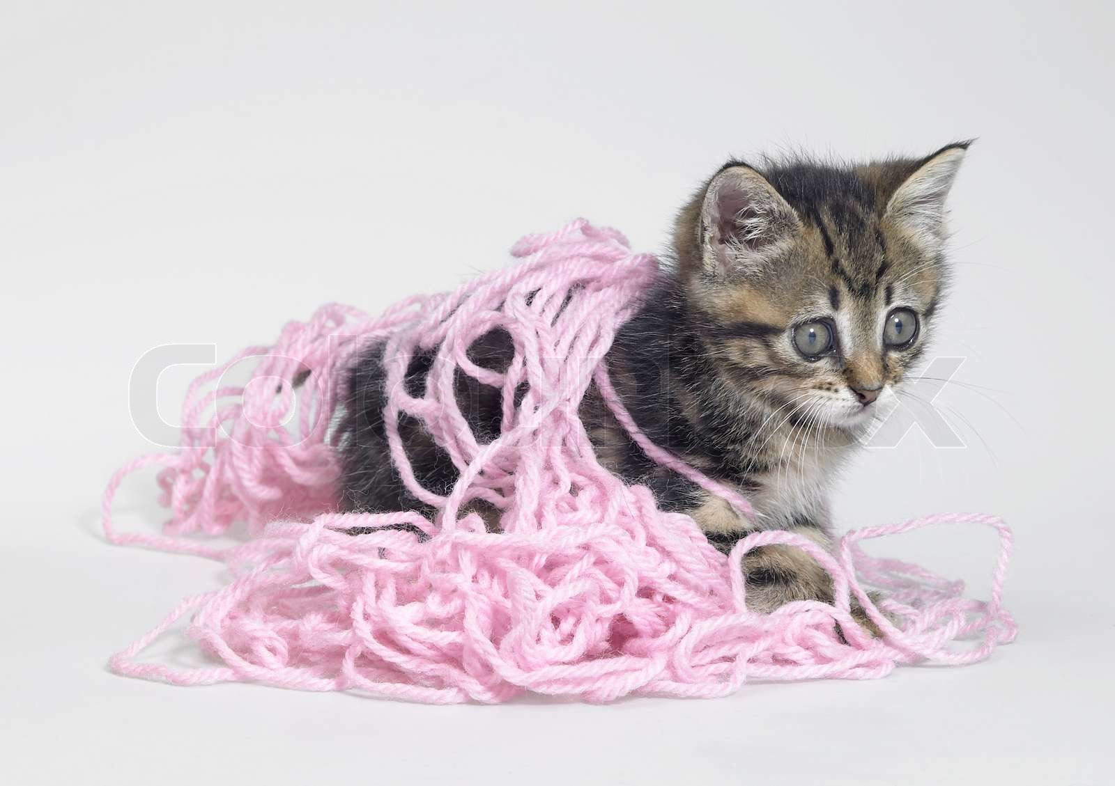 Studio photography ofa cute kitten playing with wool in light back ...