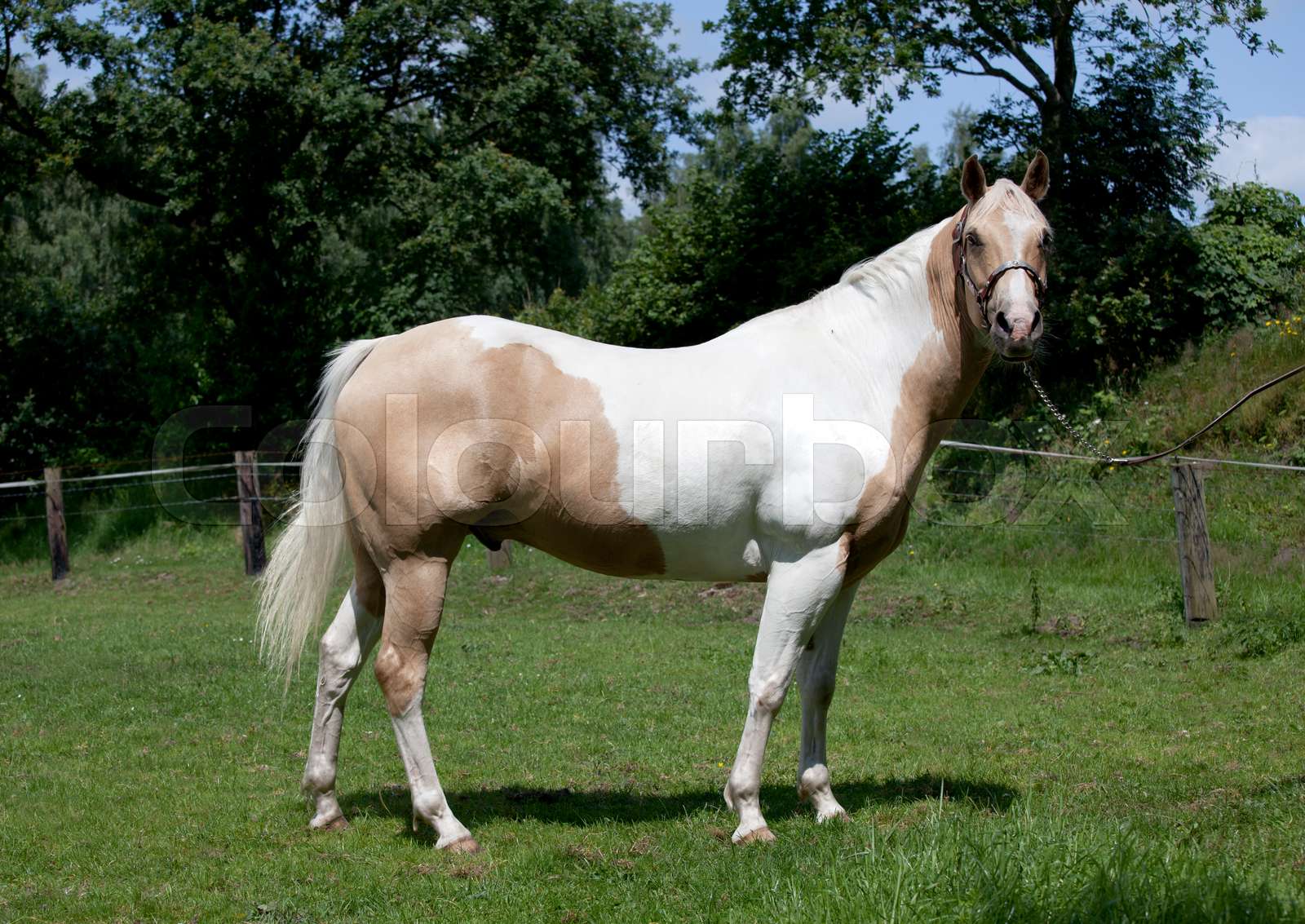 Cremello Paint Horse