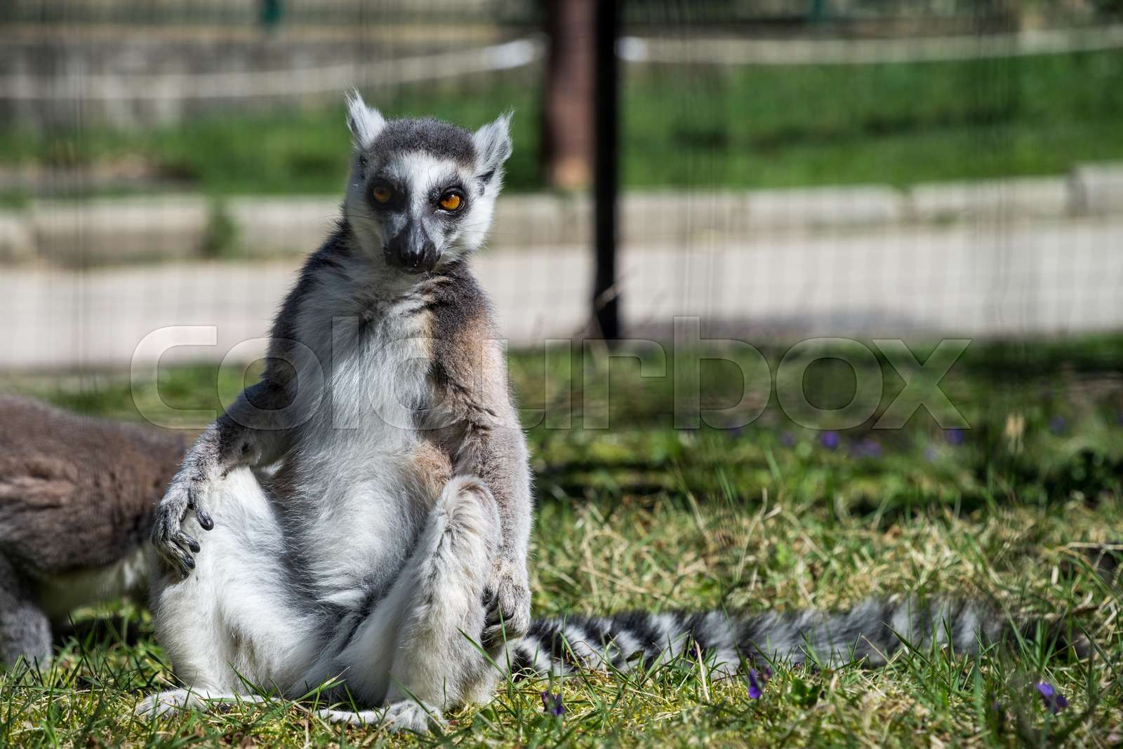 Ring-tailed monkey or Lemur Catta | Stock image | Colourbox