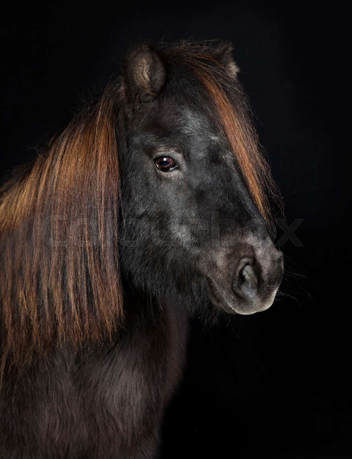 black shetland pony | Stock image | Colourbox
