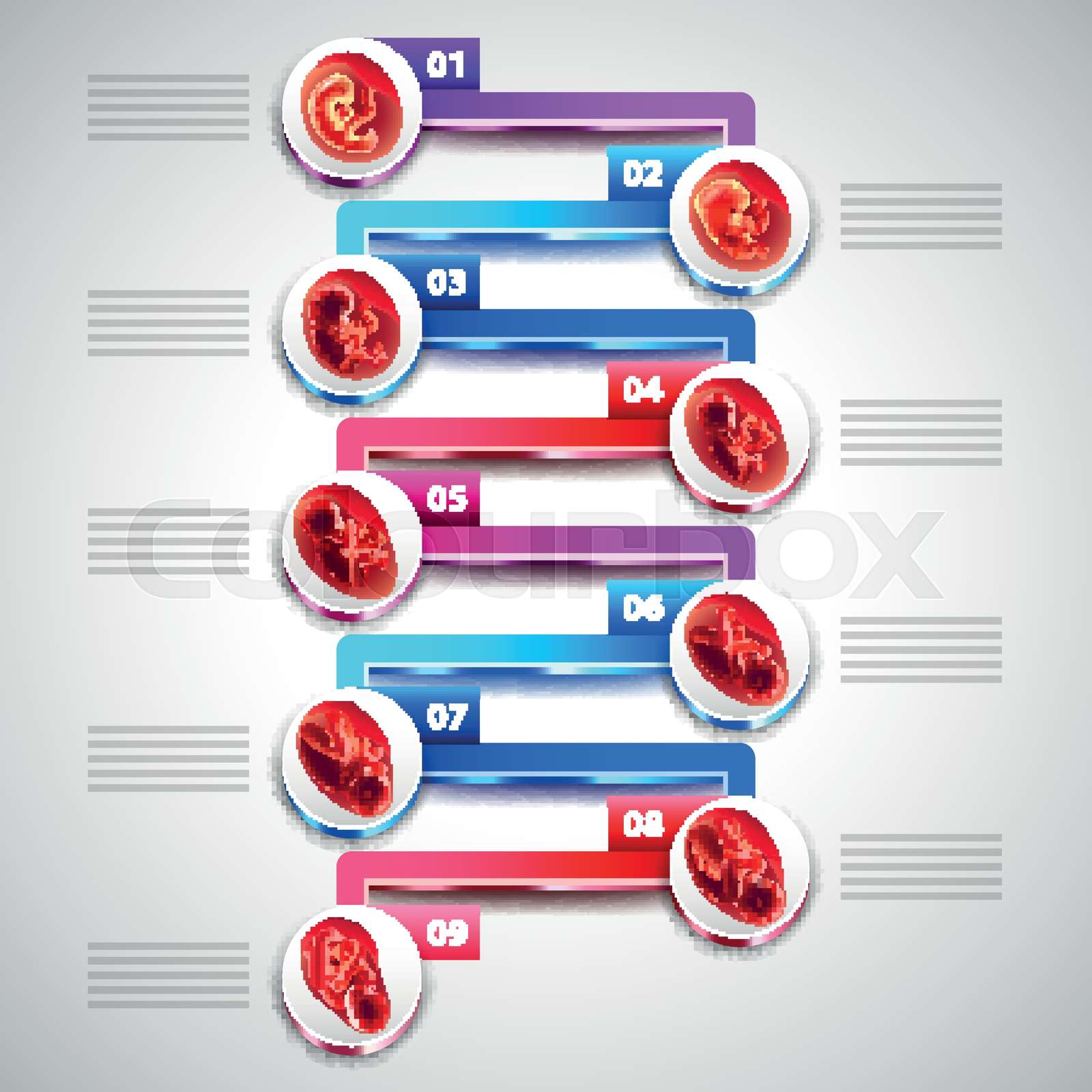 pregnancy infographics with fetus development by months | Stock vector ...