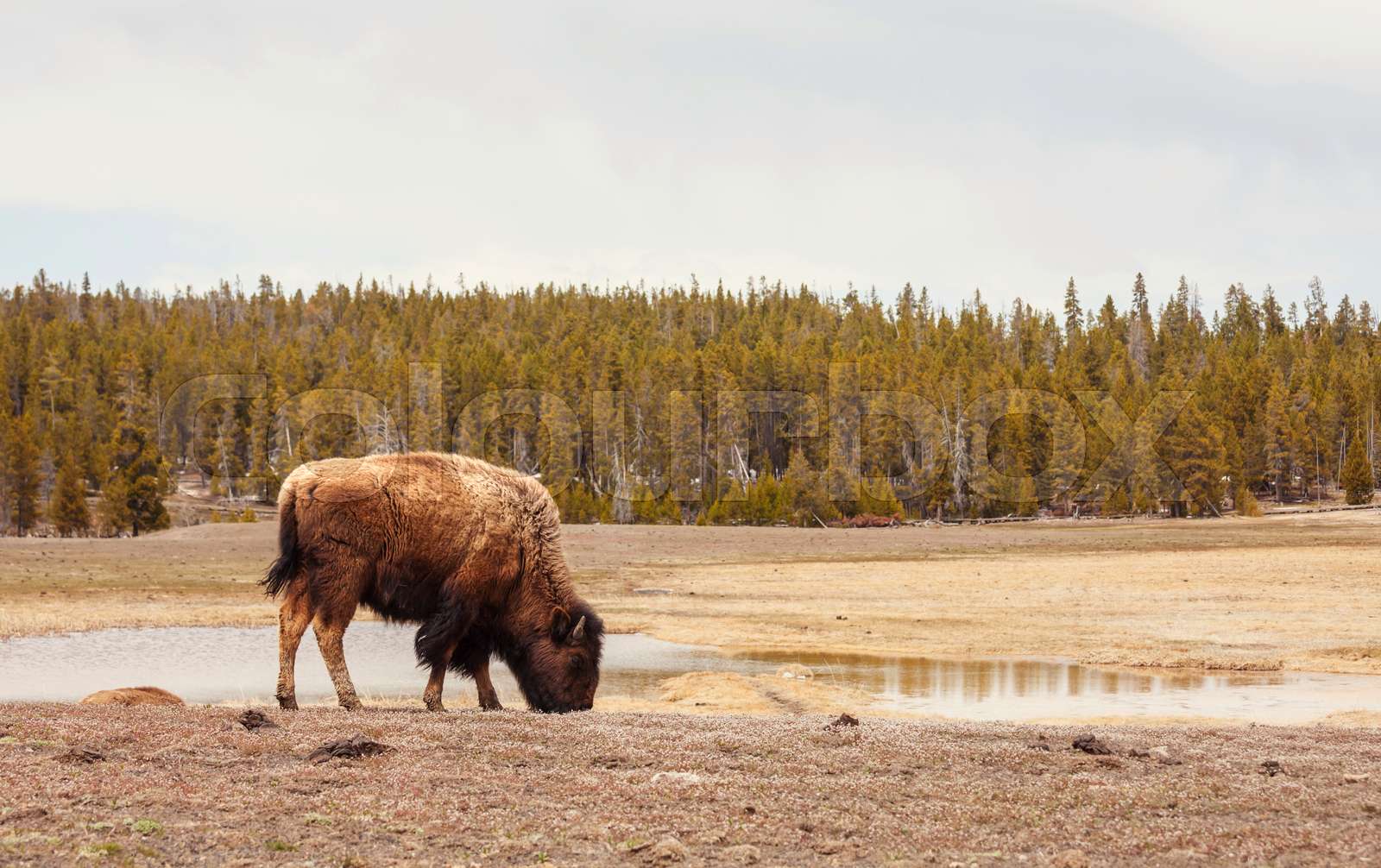 Buffalo | Stock image | Colourbox
