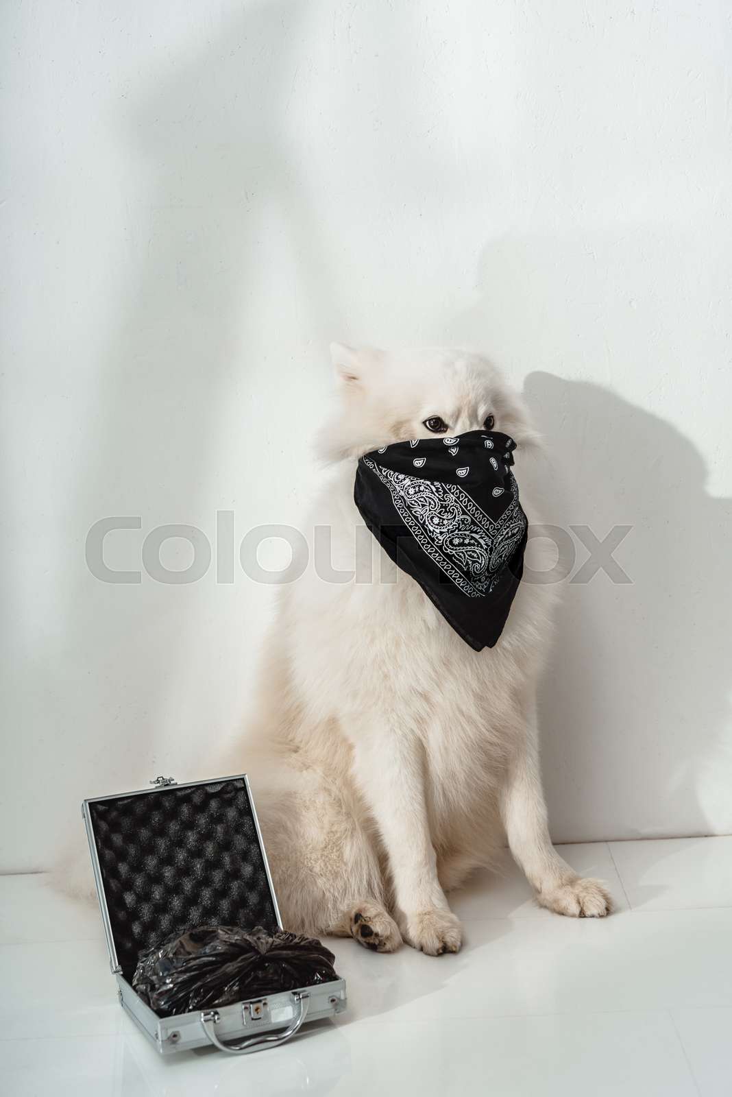 dog thief | Stock image | Colourbox