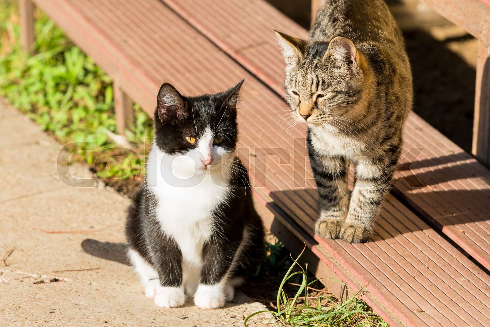 Cat outdoors. Beautiful cat | Stock image | Colourbox