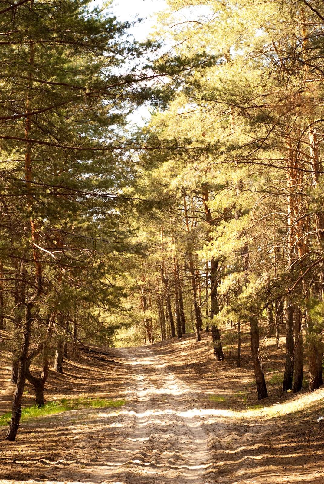 forest | Stock image | Colourbox