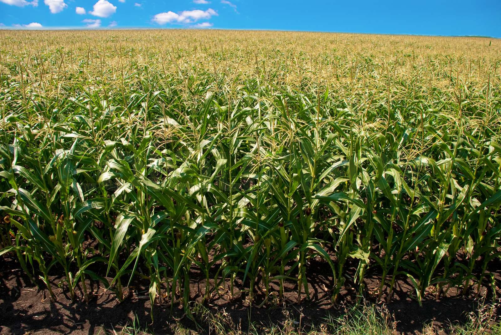 corn field | Stock image | Colourbox