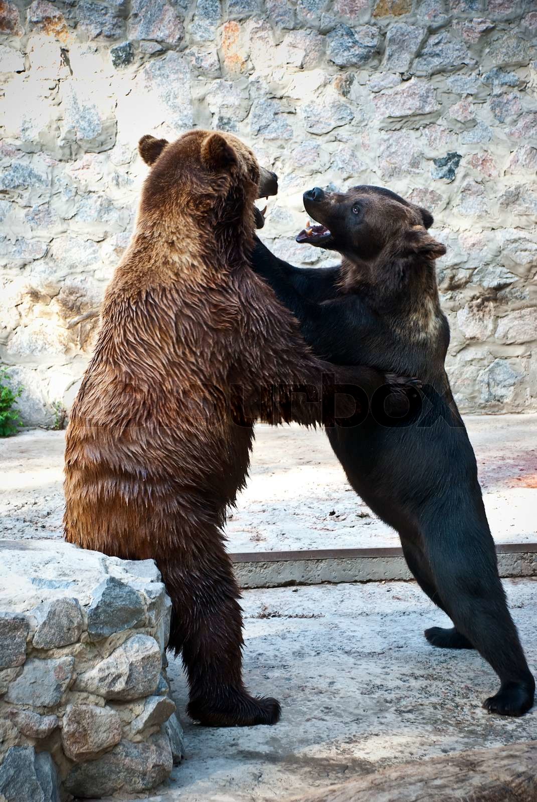 two fighting bears at the zoo | Stock image | Colourbox