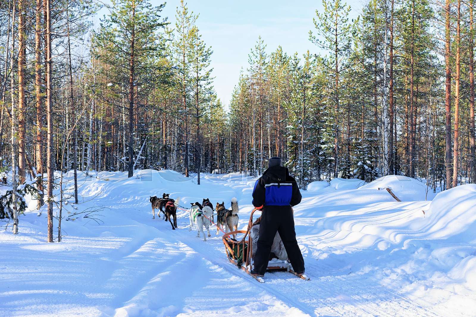 Man riding husky sled in Lapland in winter Finnish forest | Stock image ...