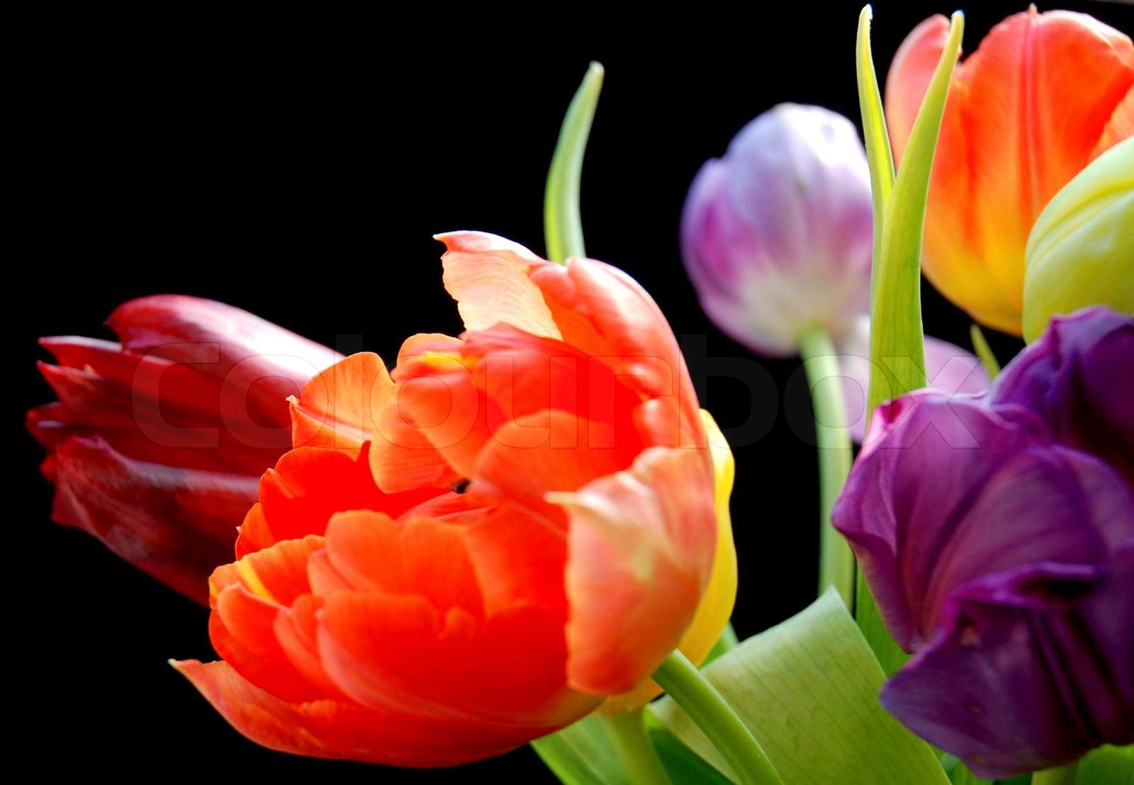 Farverige Tulipaner på sort baggrund | Stock foto | Colourbox