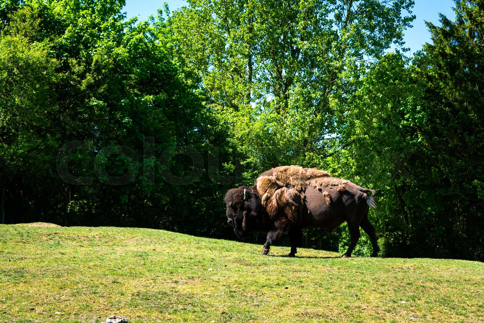 Buffalo bull walking on a green meadow | Stock image | Colourbox