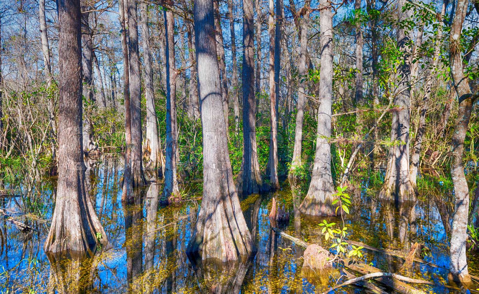Everglades swamp, Florida | Stock image | Colourbox