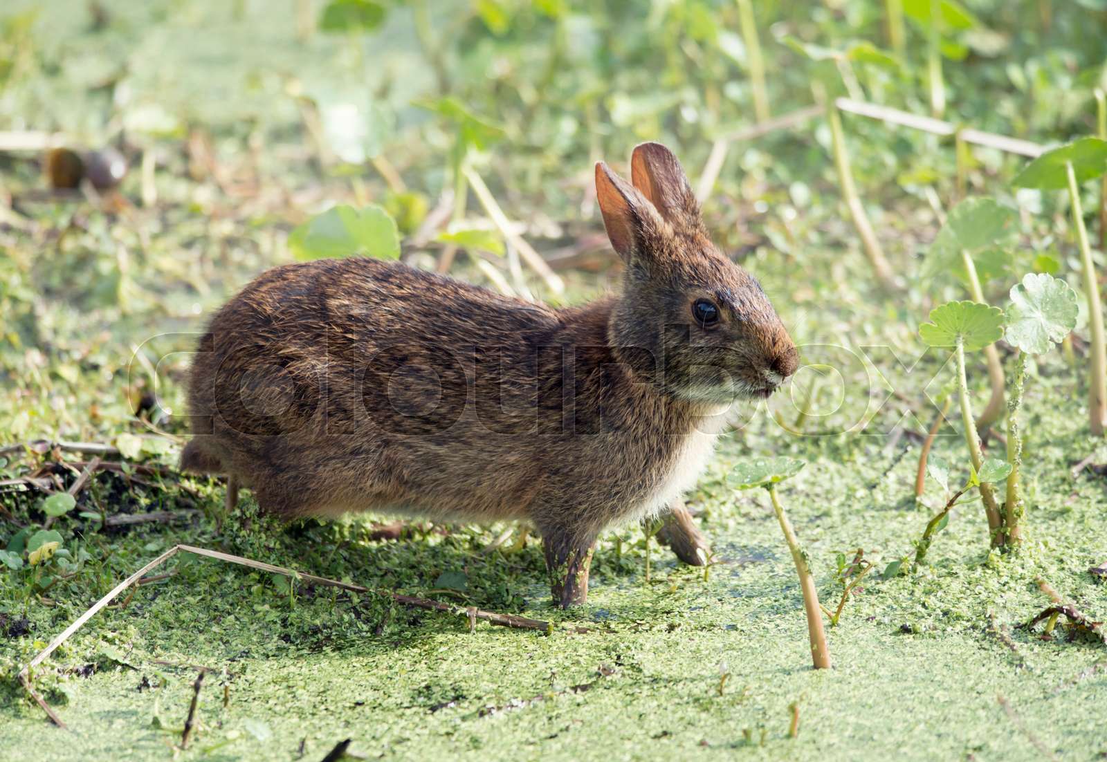 Marsh Rabbit in Florida wetlands | Stock image | Colourbox