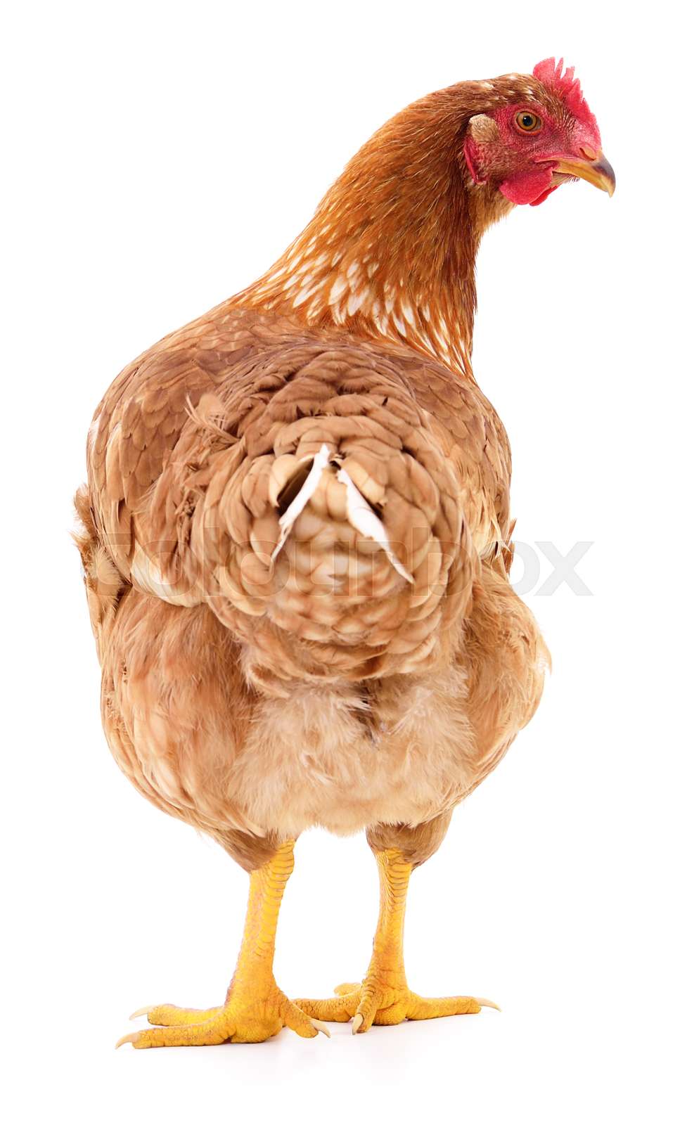 Brown hen isolated. | Stock image | Colourbox