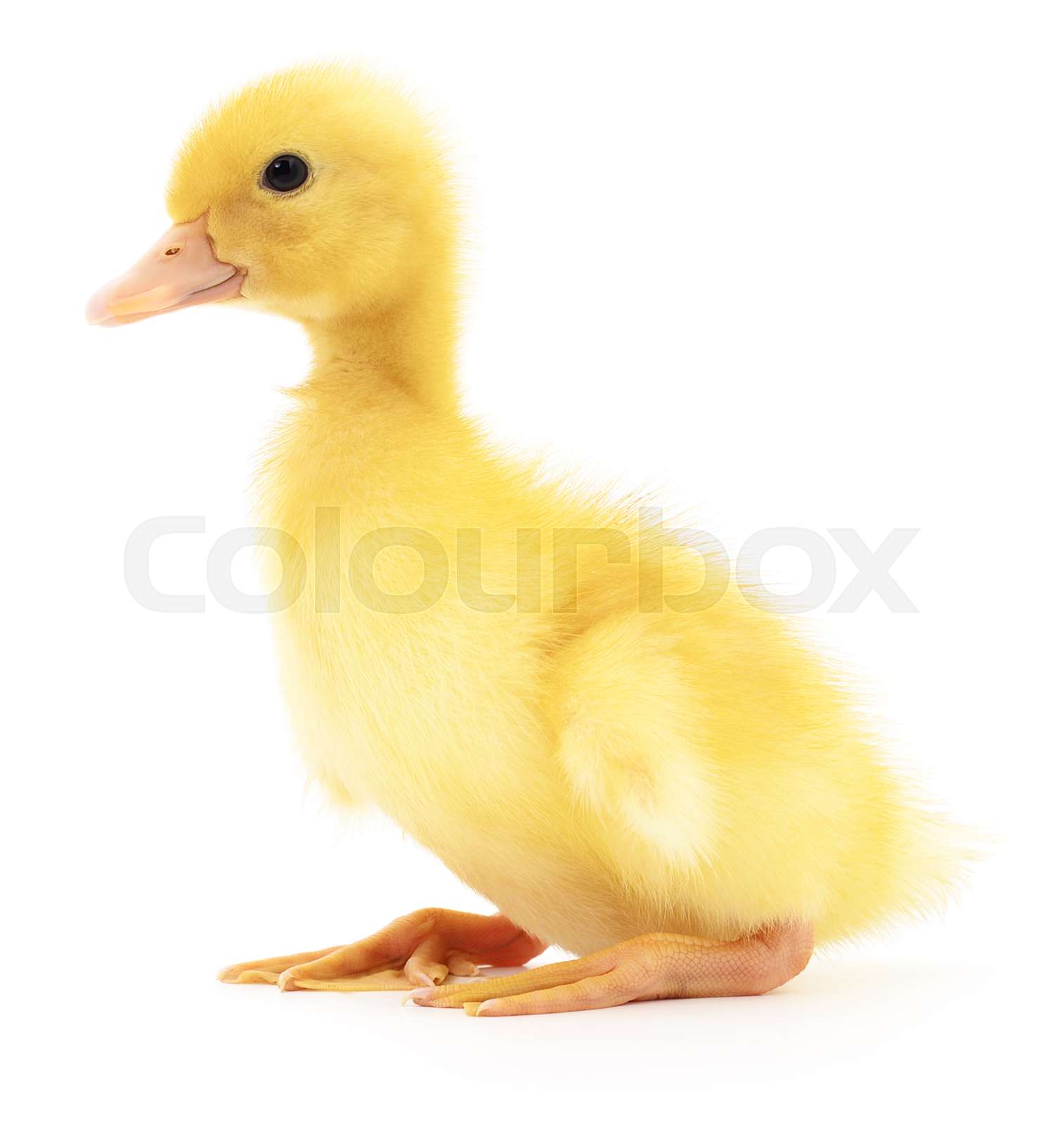 One yellow duckling. | Stock image | Colourbox