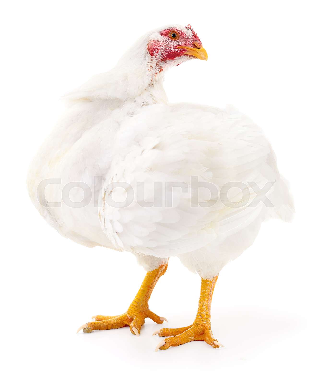 White hen isolated. | Stock image | Colourbox
