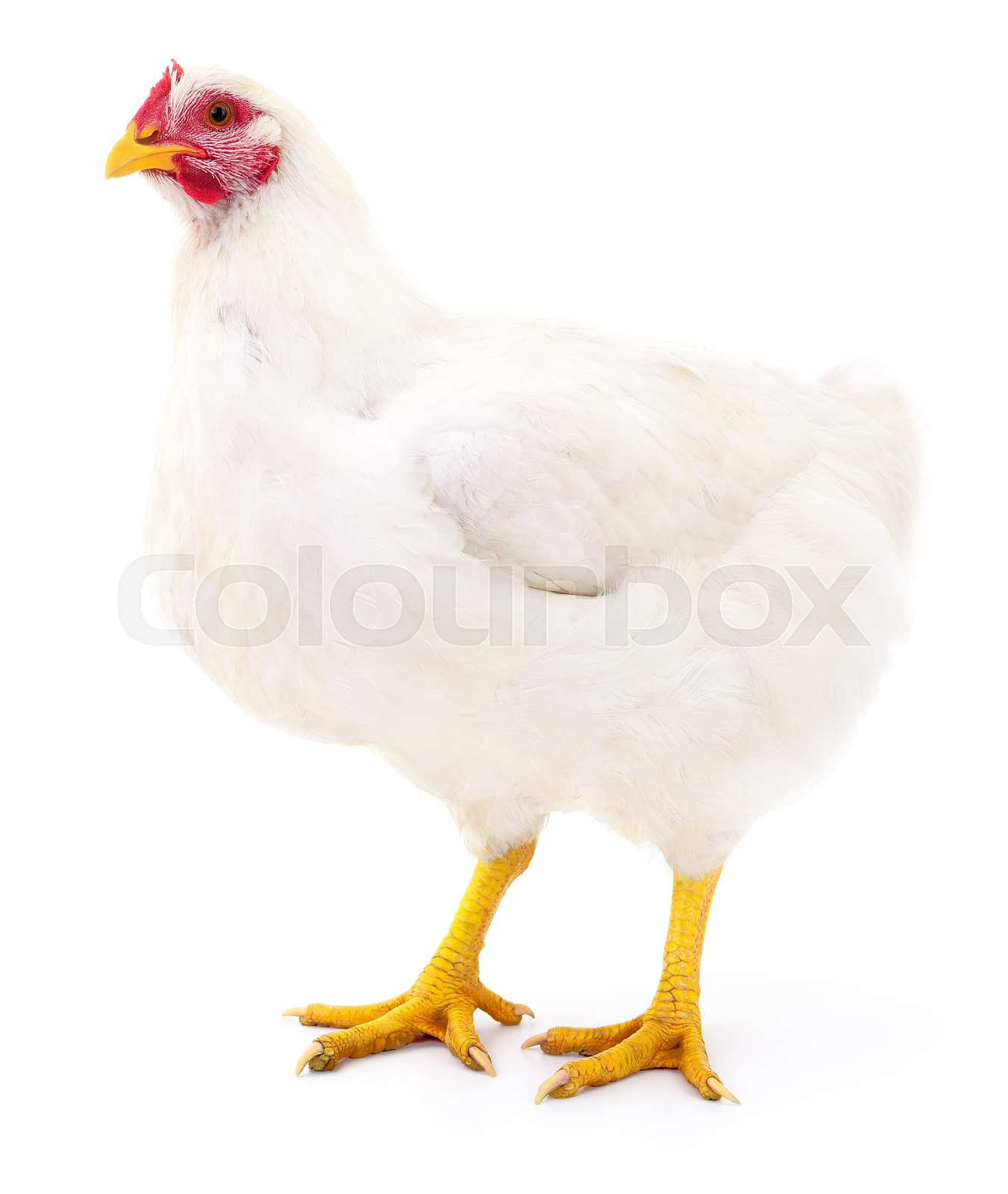 White hen isolated. | Stock image | Colourbox