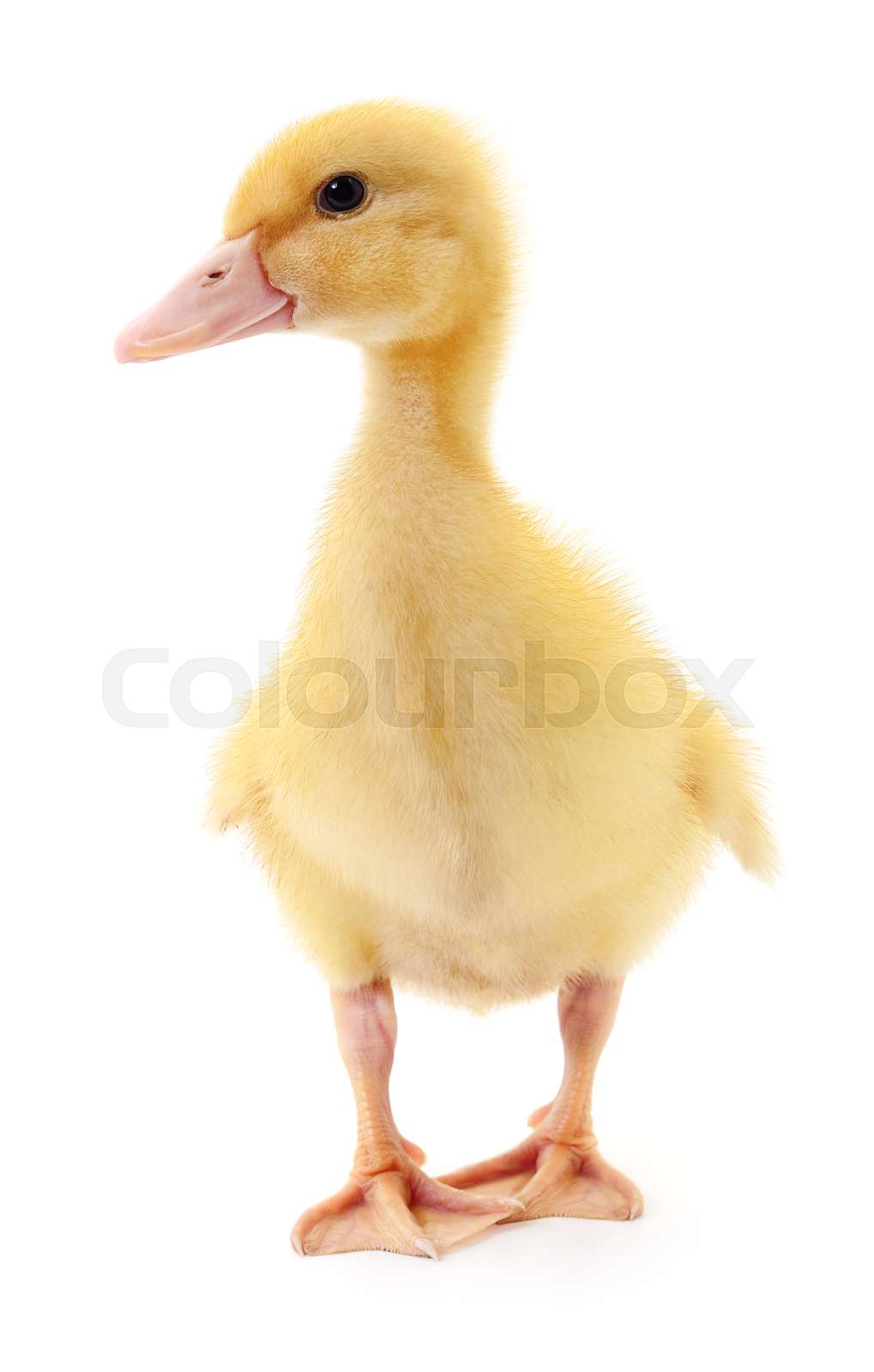 One yellow duckling. | Stock image | Colourbox