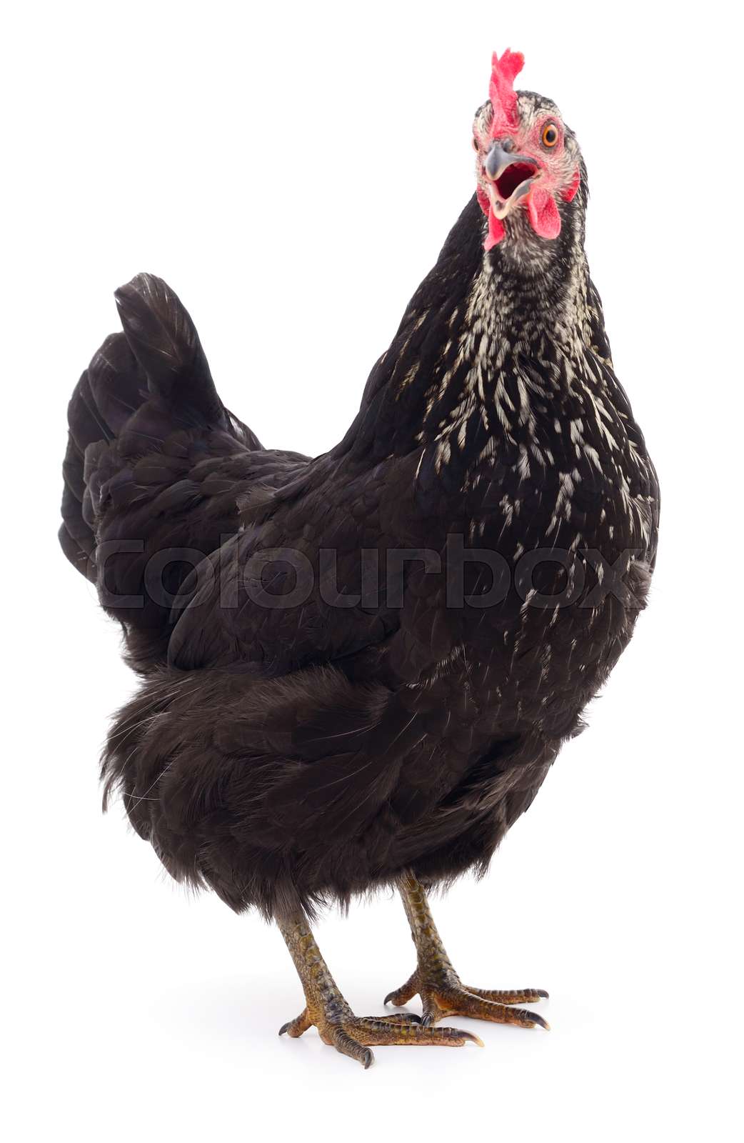 Black hen isolated. | Stock image | Colourbox