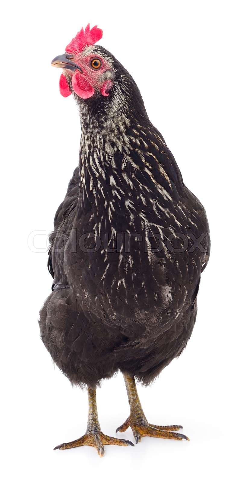 Black hen isolated. | Stock image | Colourbox