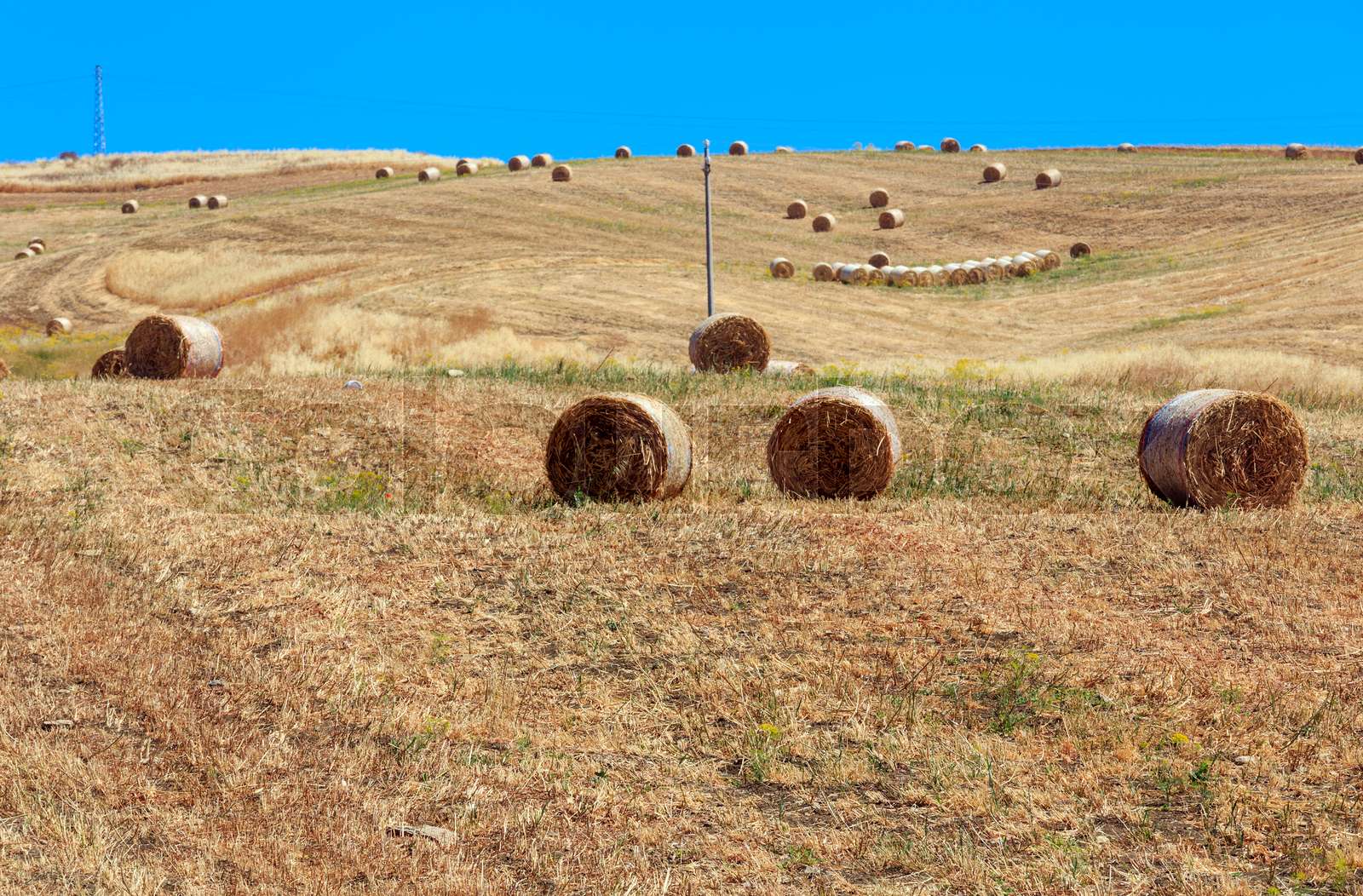 Palermo Sicily Agriculture