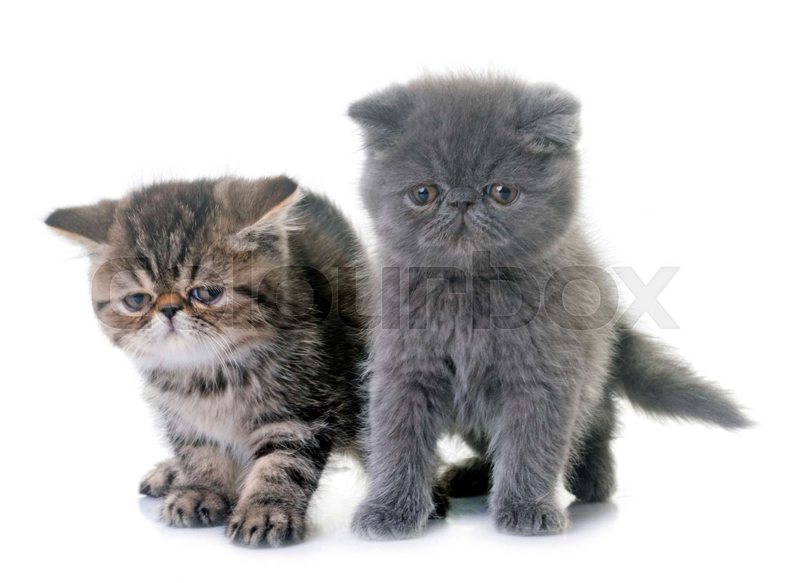 Exotic Shorthair Cat Kitten