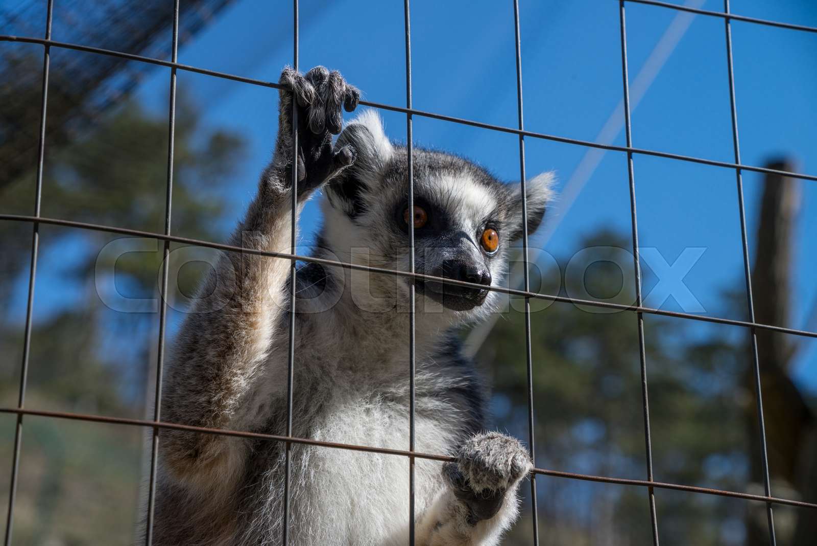 Ring-tailed monkey or Lemur Catta | Stock image | Colourbox