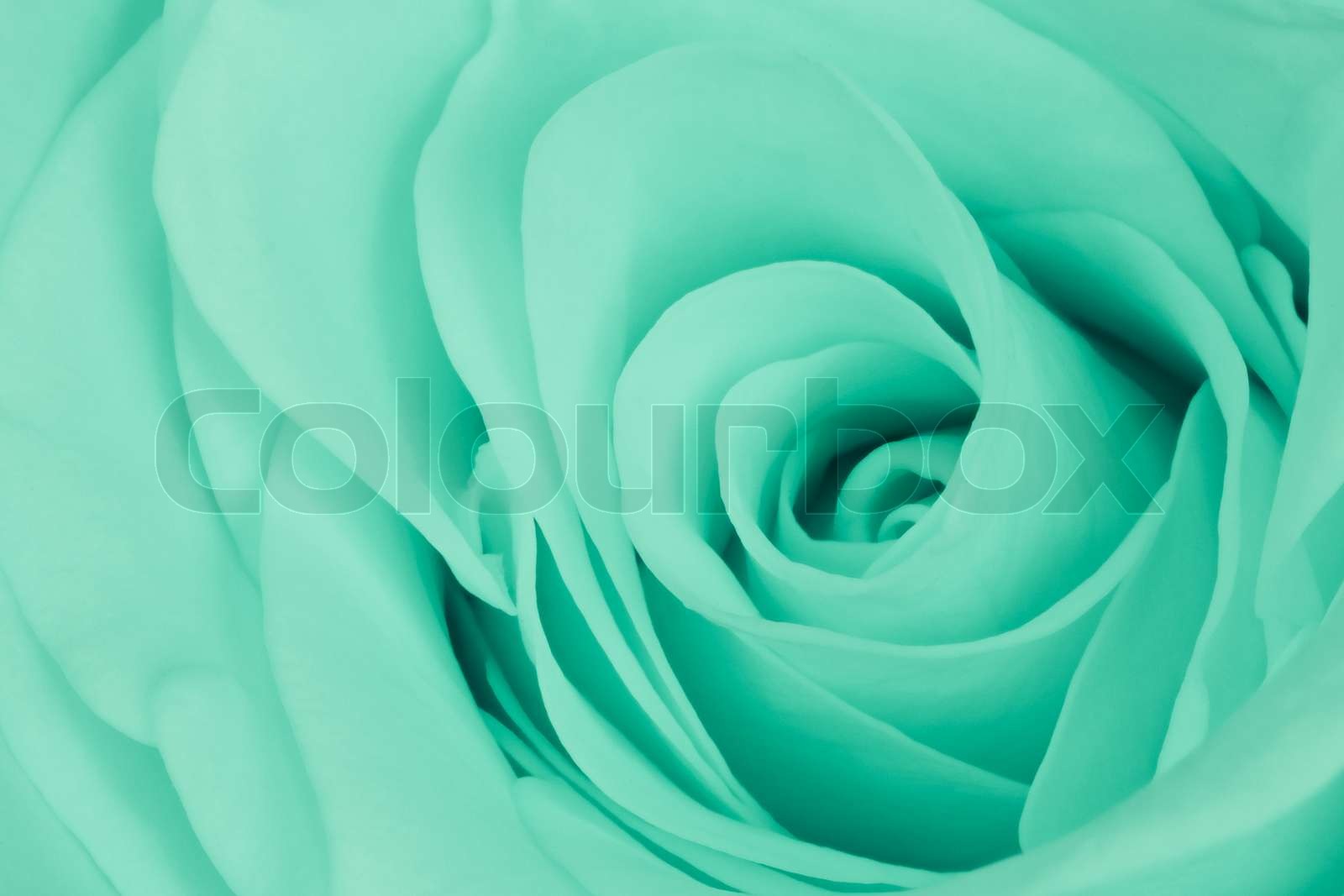close up of green rose petals | Stock image | Colourbox