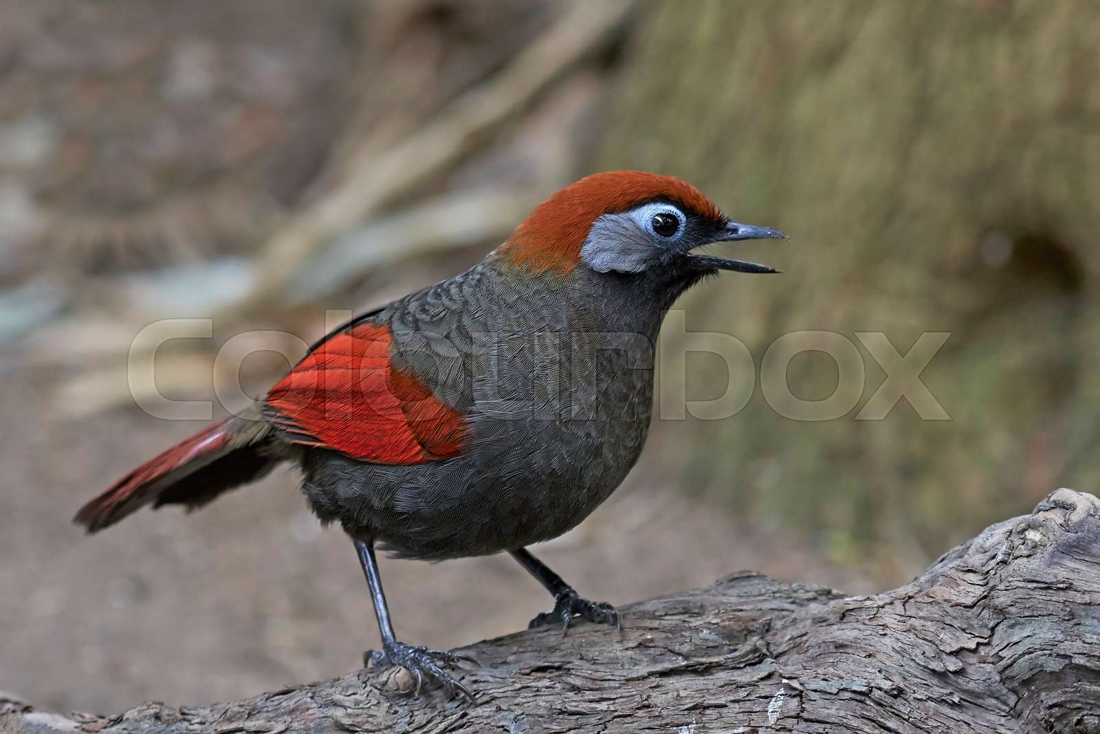 Red-tailed laughingthrush (Trochalopteron milnei) | Stock image | Colourbox