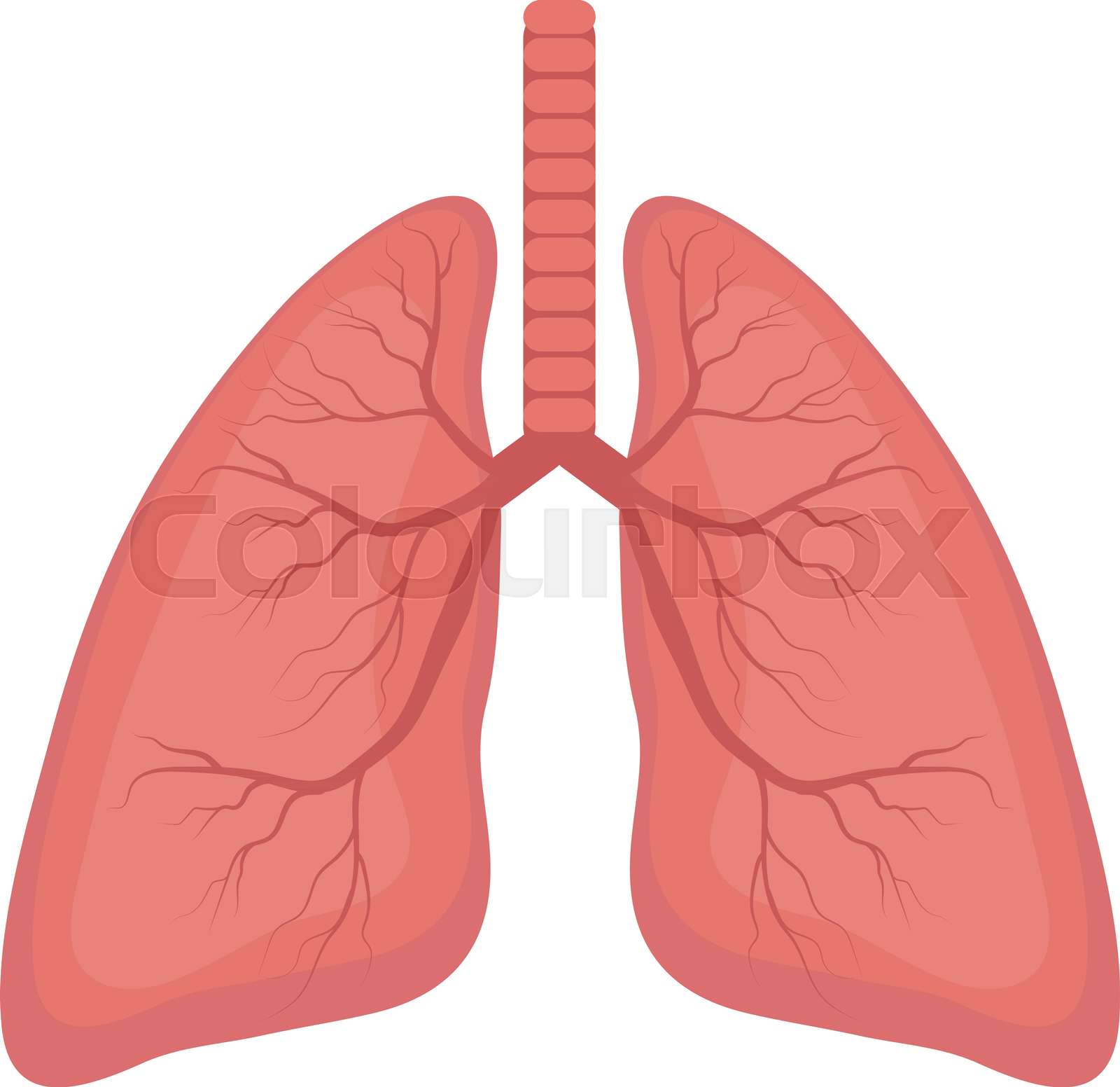 indånde, organ, lunger | Stock vektor | Colourbox