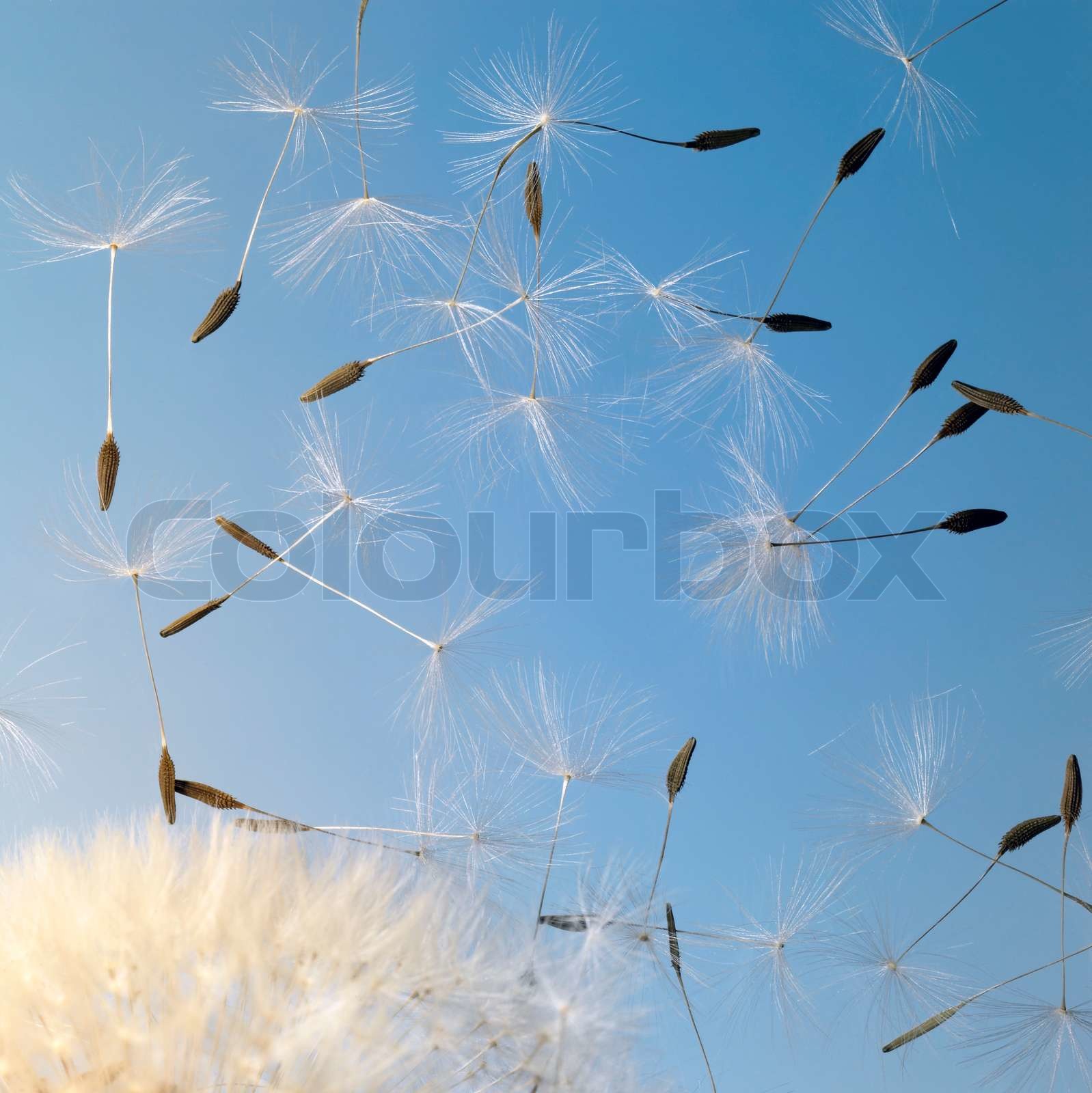 dandelion seeds | Stock image | Colourbox