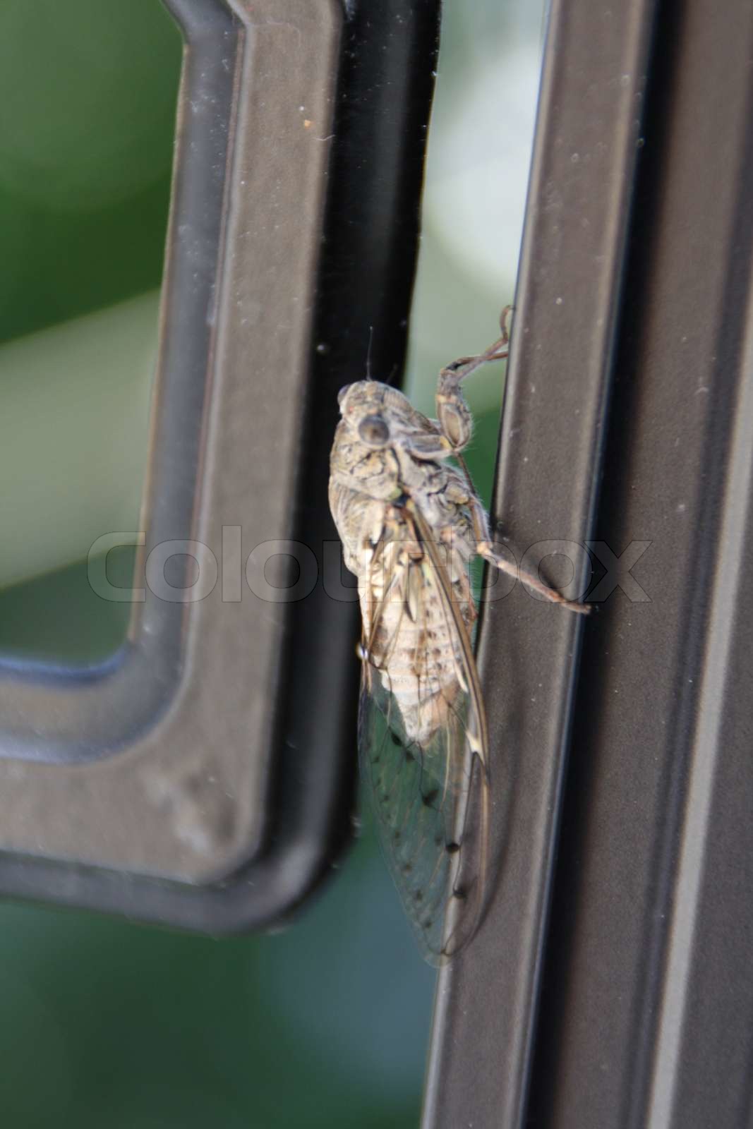 insekt, kreta, sol | Stock foto | Colourbox