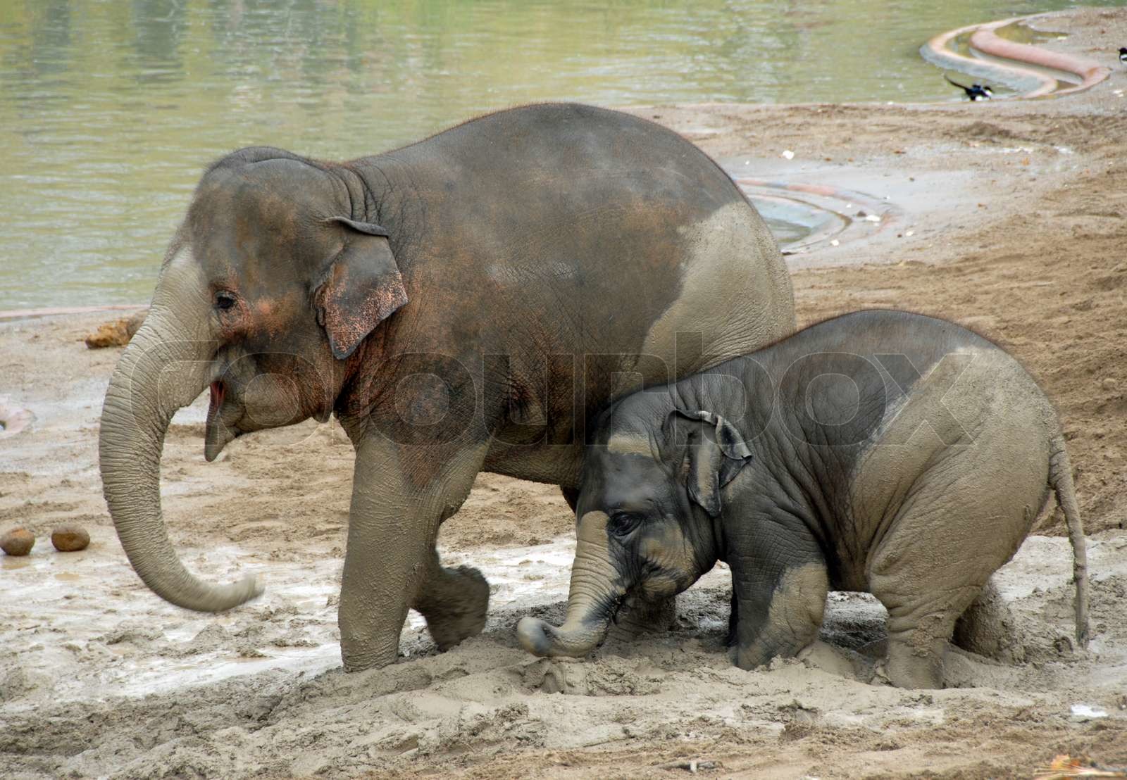 Indian Elephants | Stock image | Colourbox
