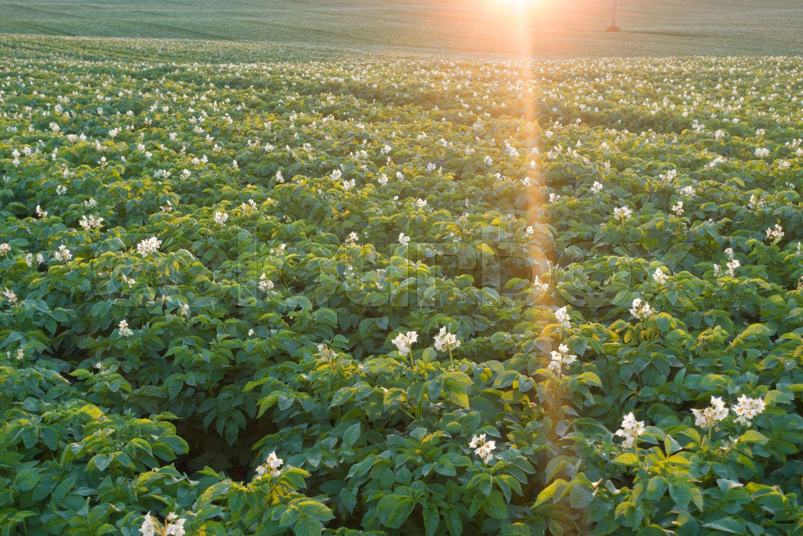 Potato field at beautiful summer evening. Green field of potatoes ...