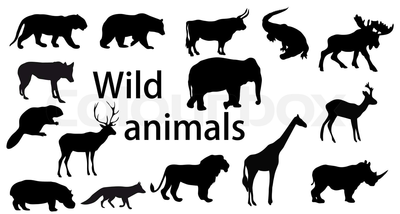 vector set: wild animals | Stock vector | Colourbox vector set: wild animals | Stock vector | Colourbox