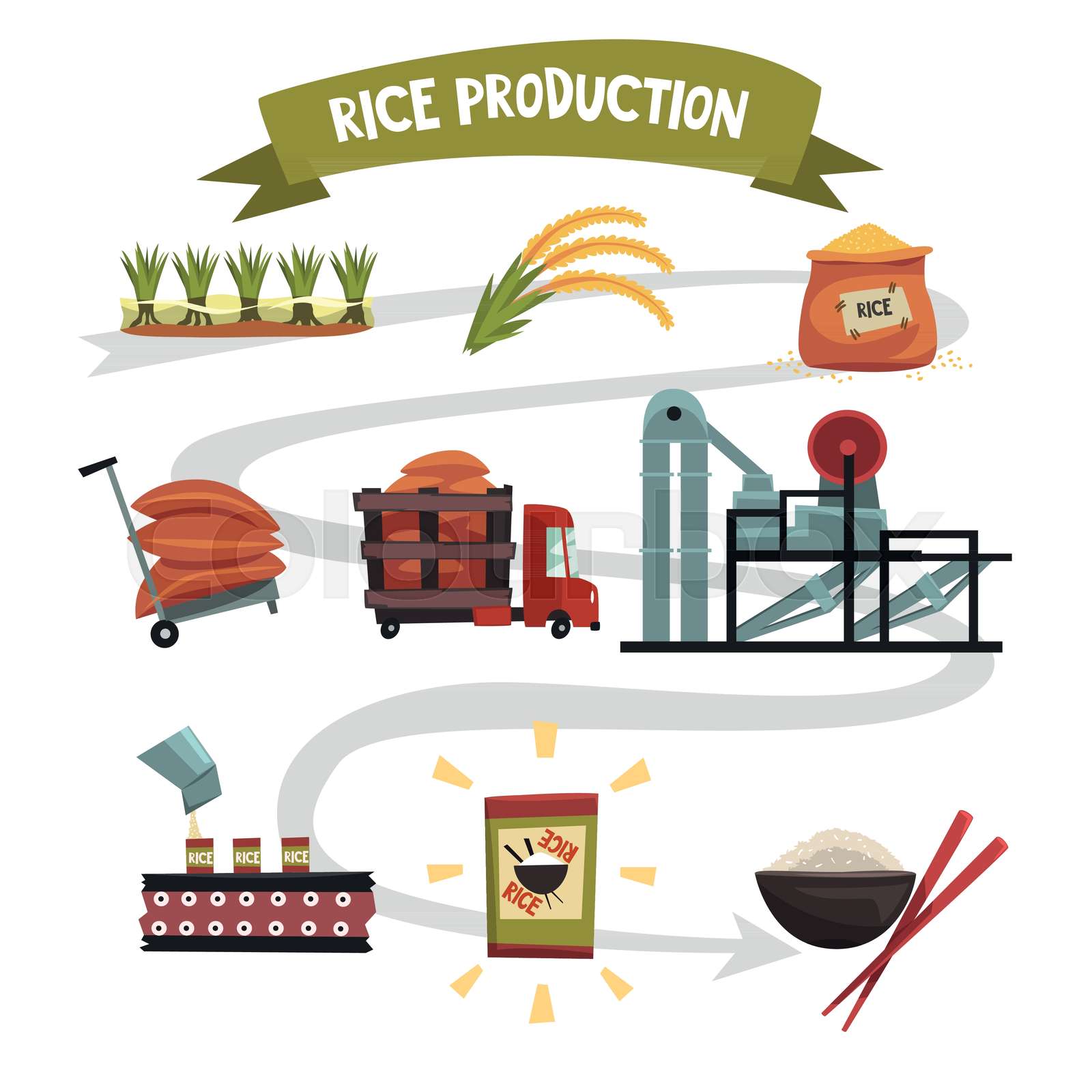 Infographic template of rice production from cultivation to finished ...
