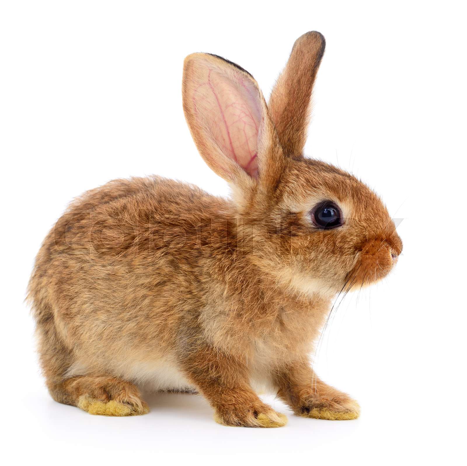 Brown rabbit on white. | Stock image | Colourbox