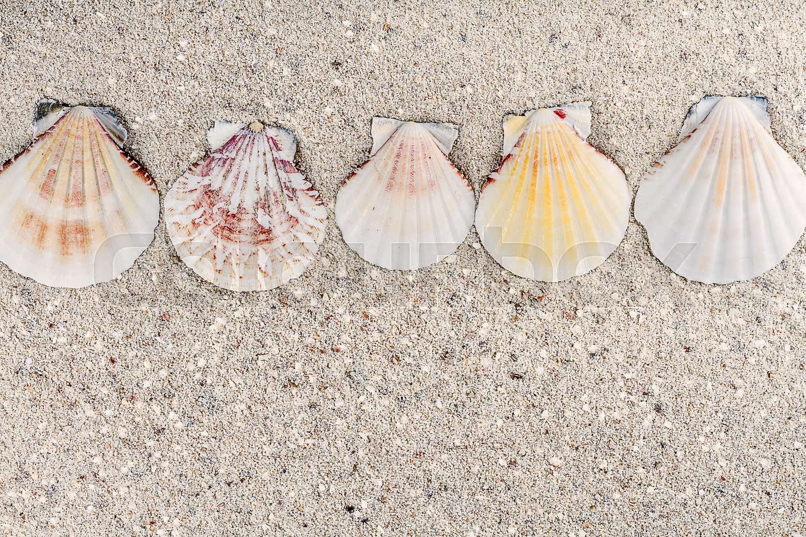 Texture of sand with seashells in a row | Stock image | Colourbox