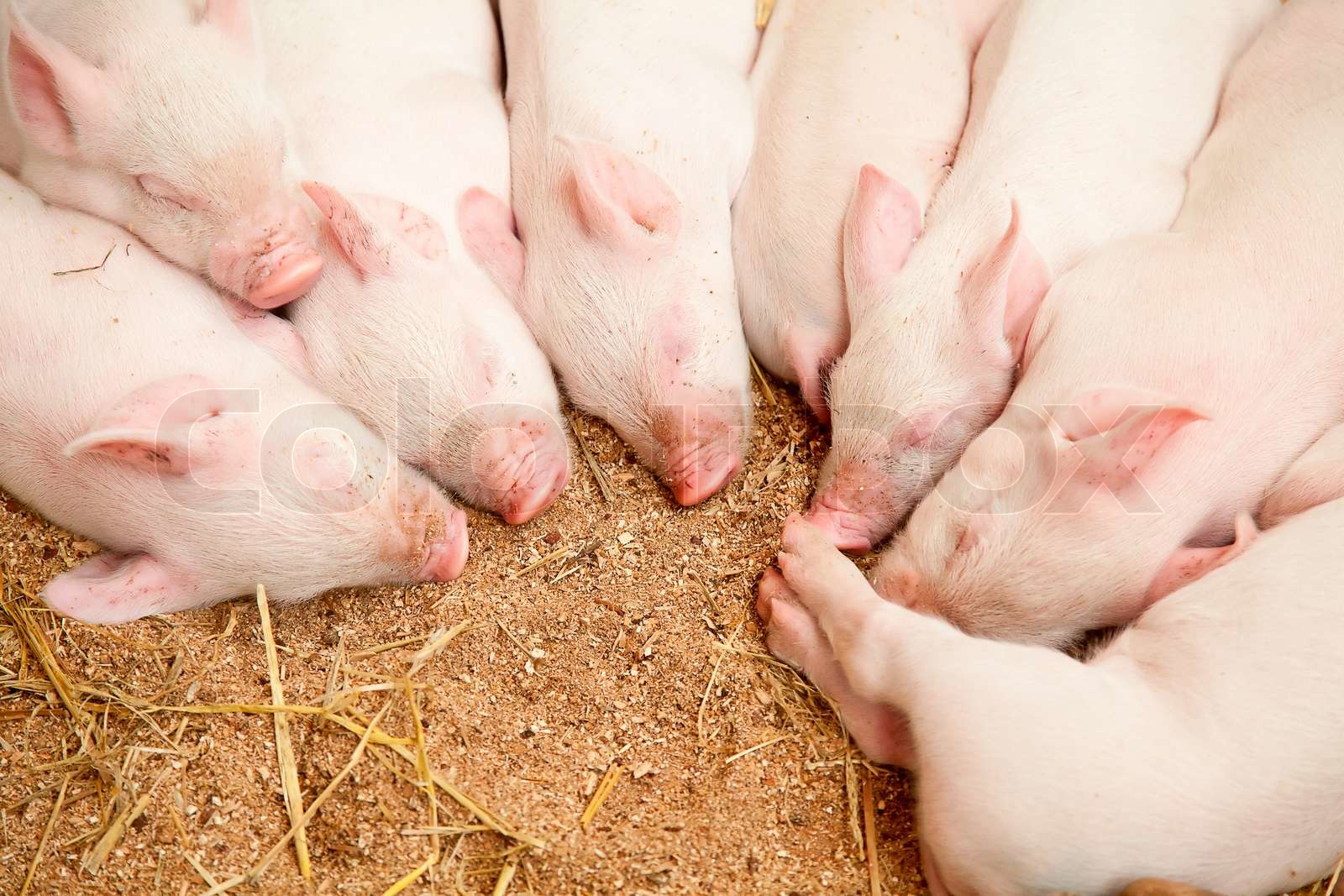 Young pigs sleeping in the barn | Stock image | Colourbox