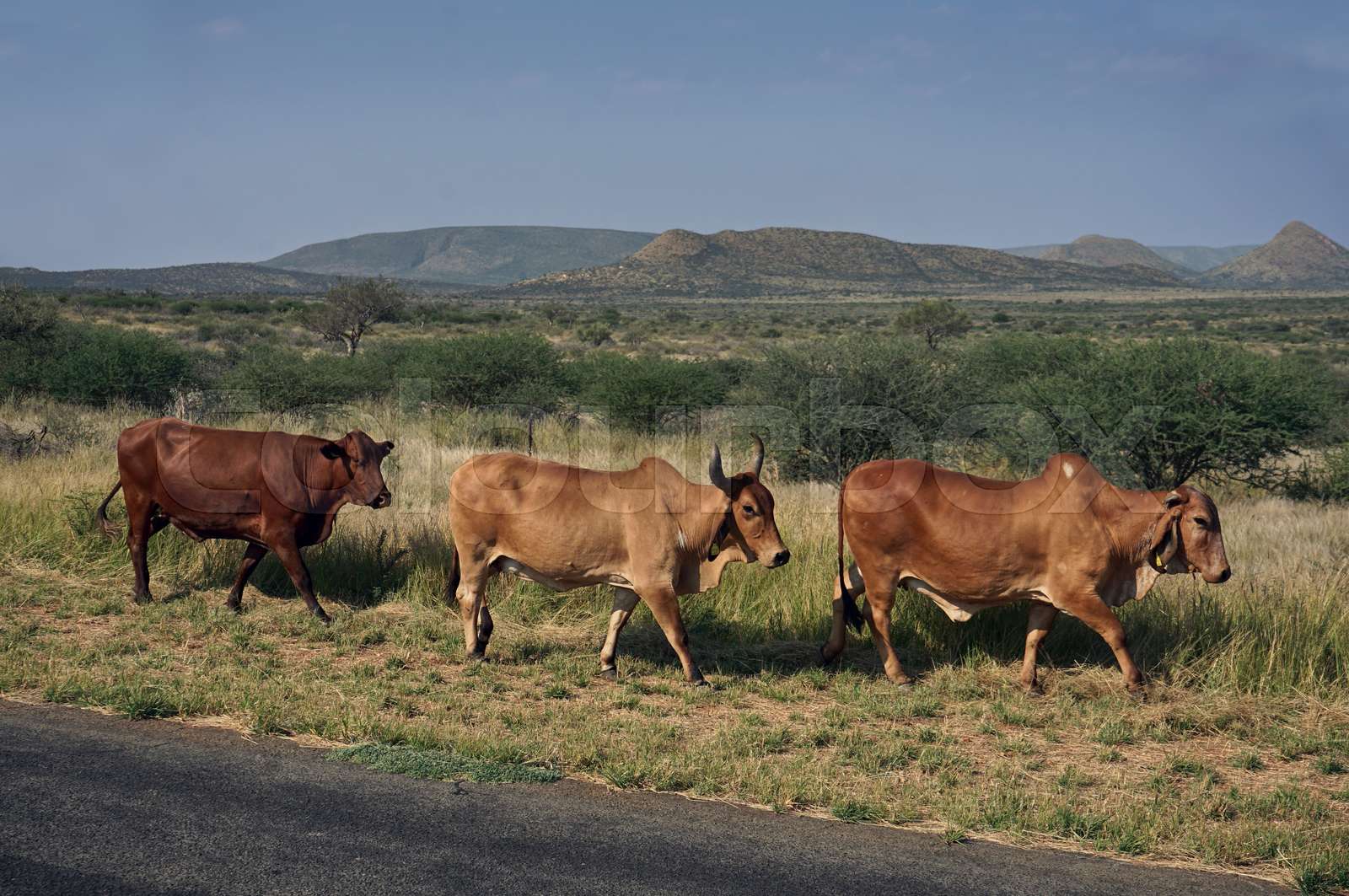 Drei Rinder auf der Steppe in Namibia | Stock Bild | Colourbox