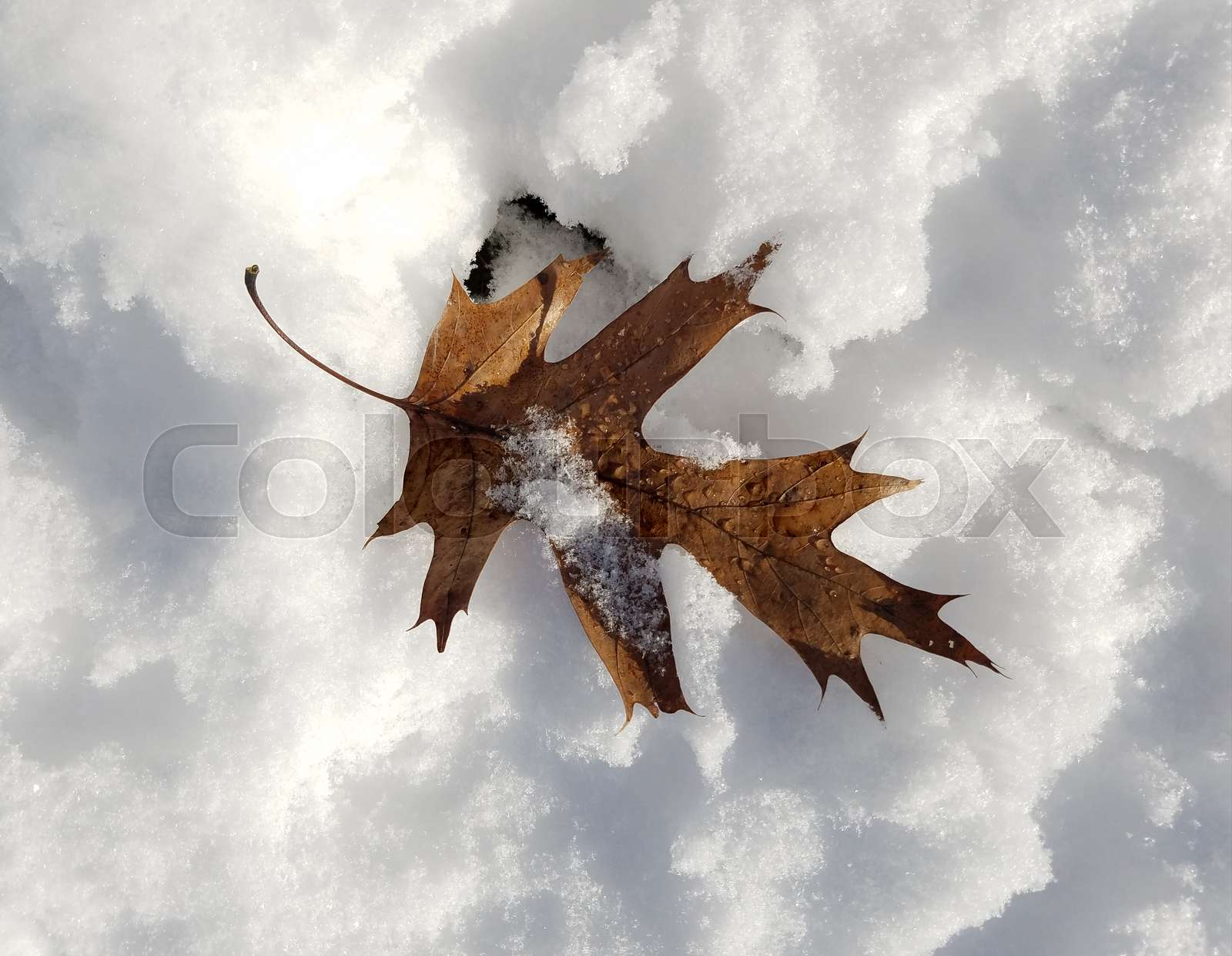 snow leaf | Stock image | Colourbox
